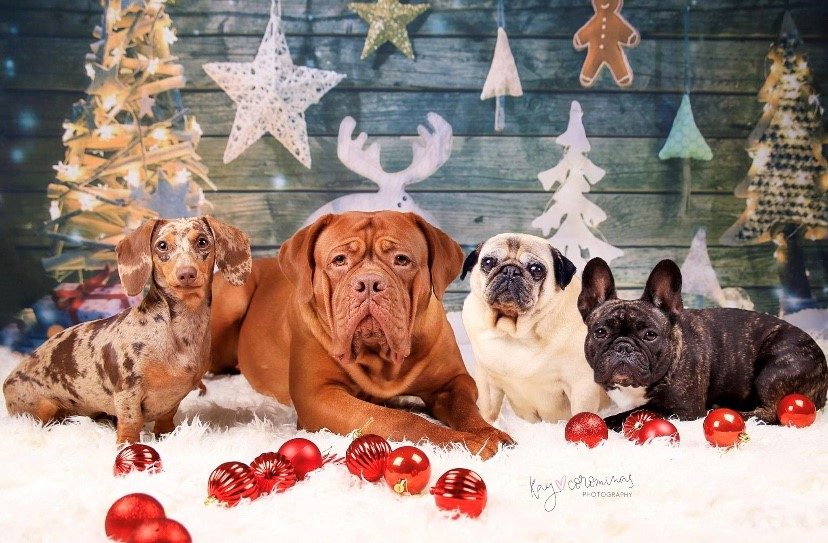 Pet Supplies Online – Order A Wide Range of Products Today