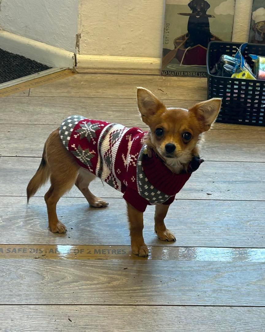 Pet Supplies Online – Order A Wide Range of Products Today