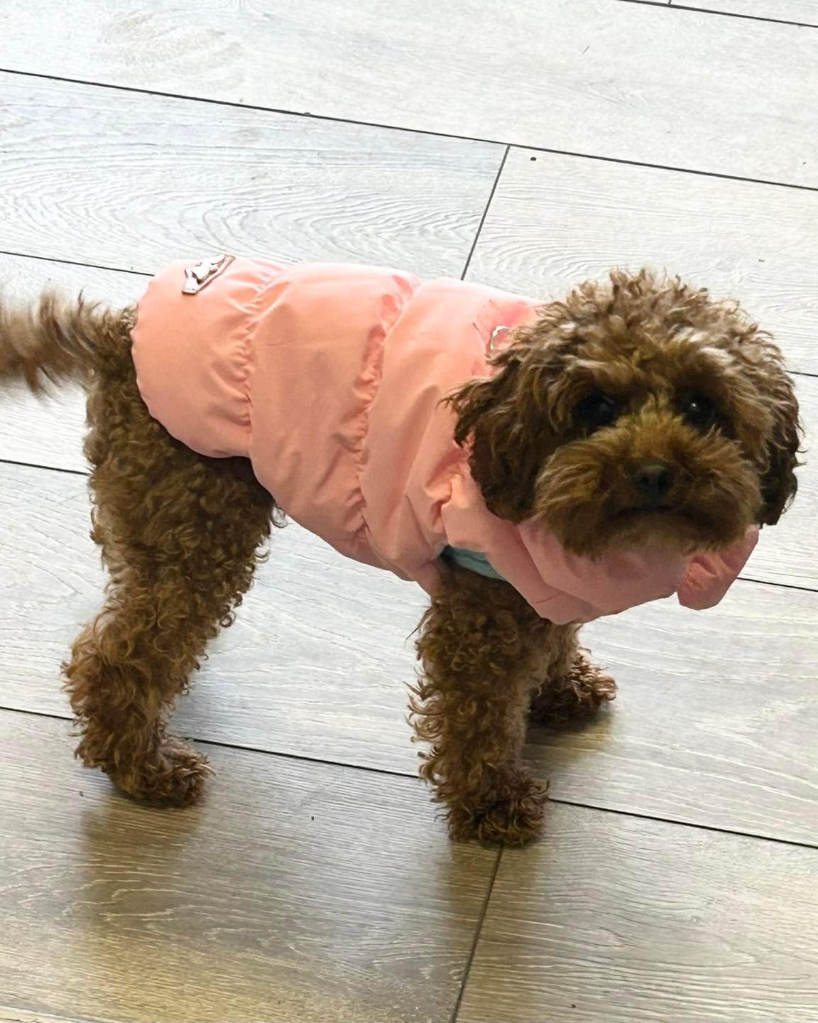 Pet Supplies Online – Order A Wide Range of Products Today