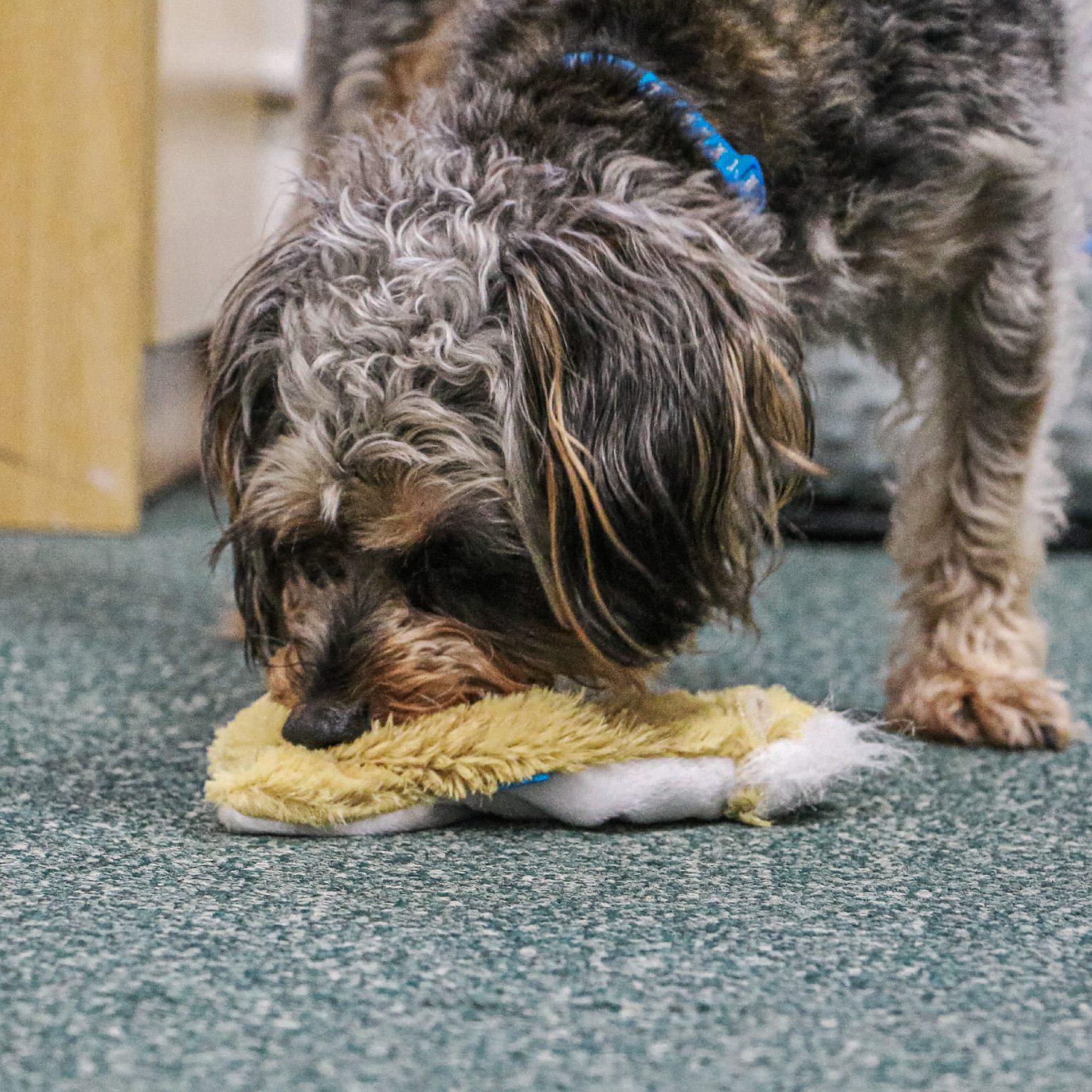 Pet Supplies Online – Order A Wide Range of Products Today