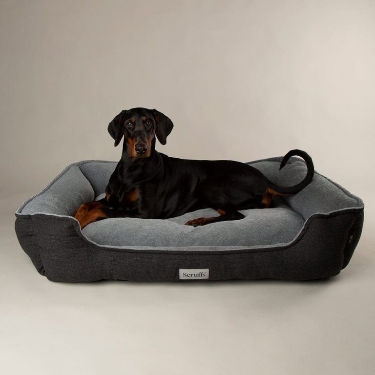 Pet Supplies Online – Order A Wide Range of Products Today